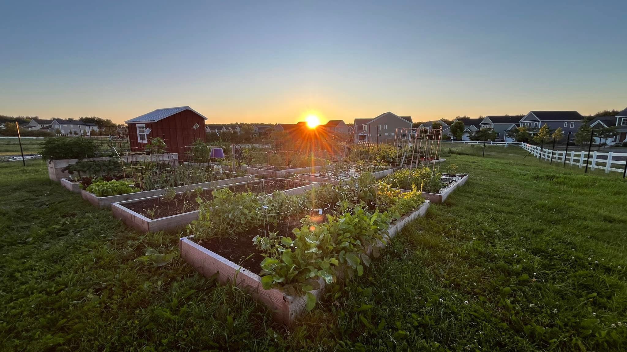 Community Gardens & Programs - South Village Stewardship